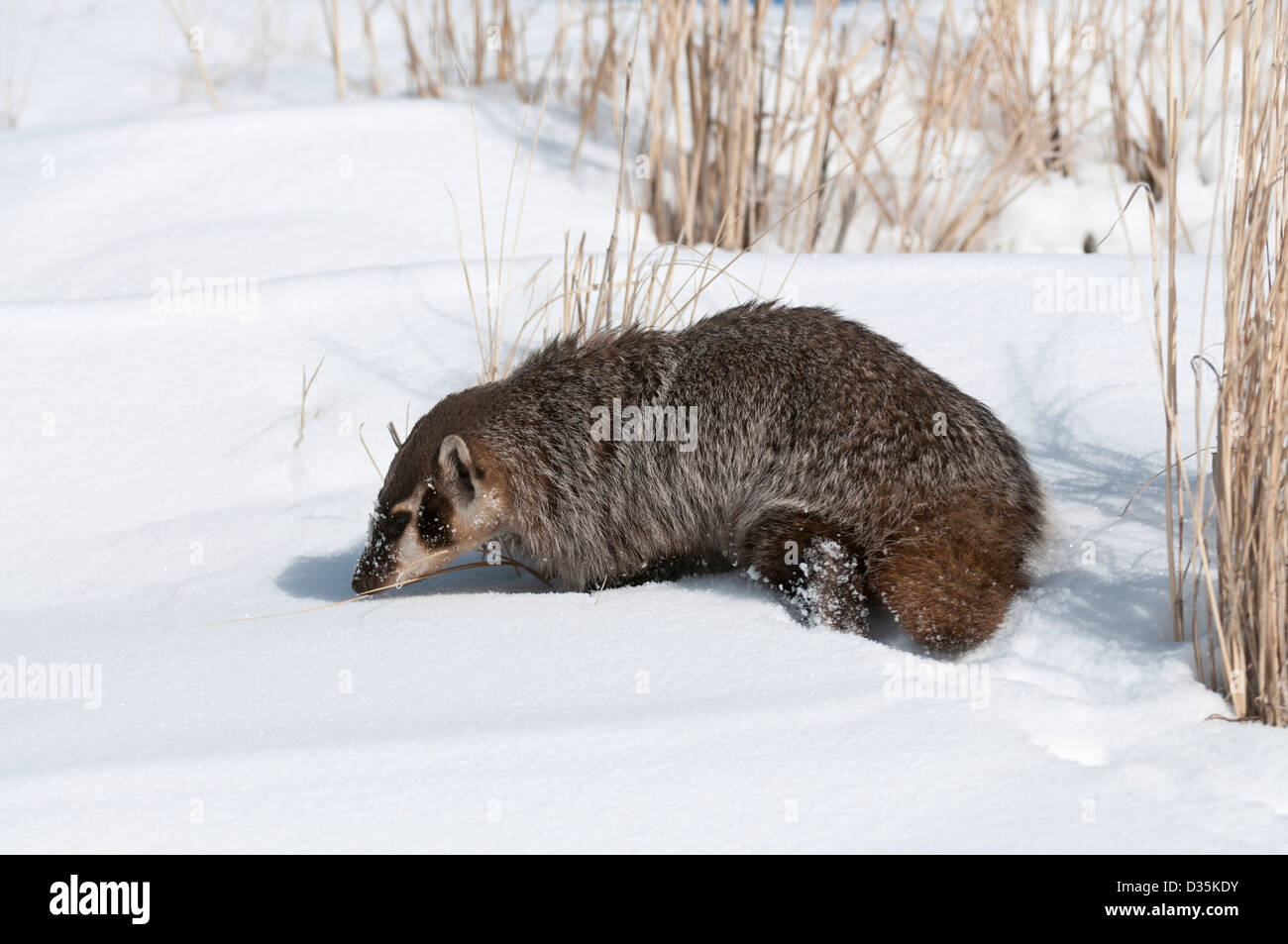 Pictures badger hi-res stock photography and images - Alamy
