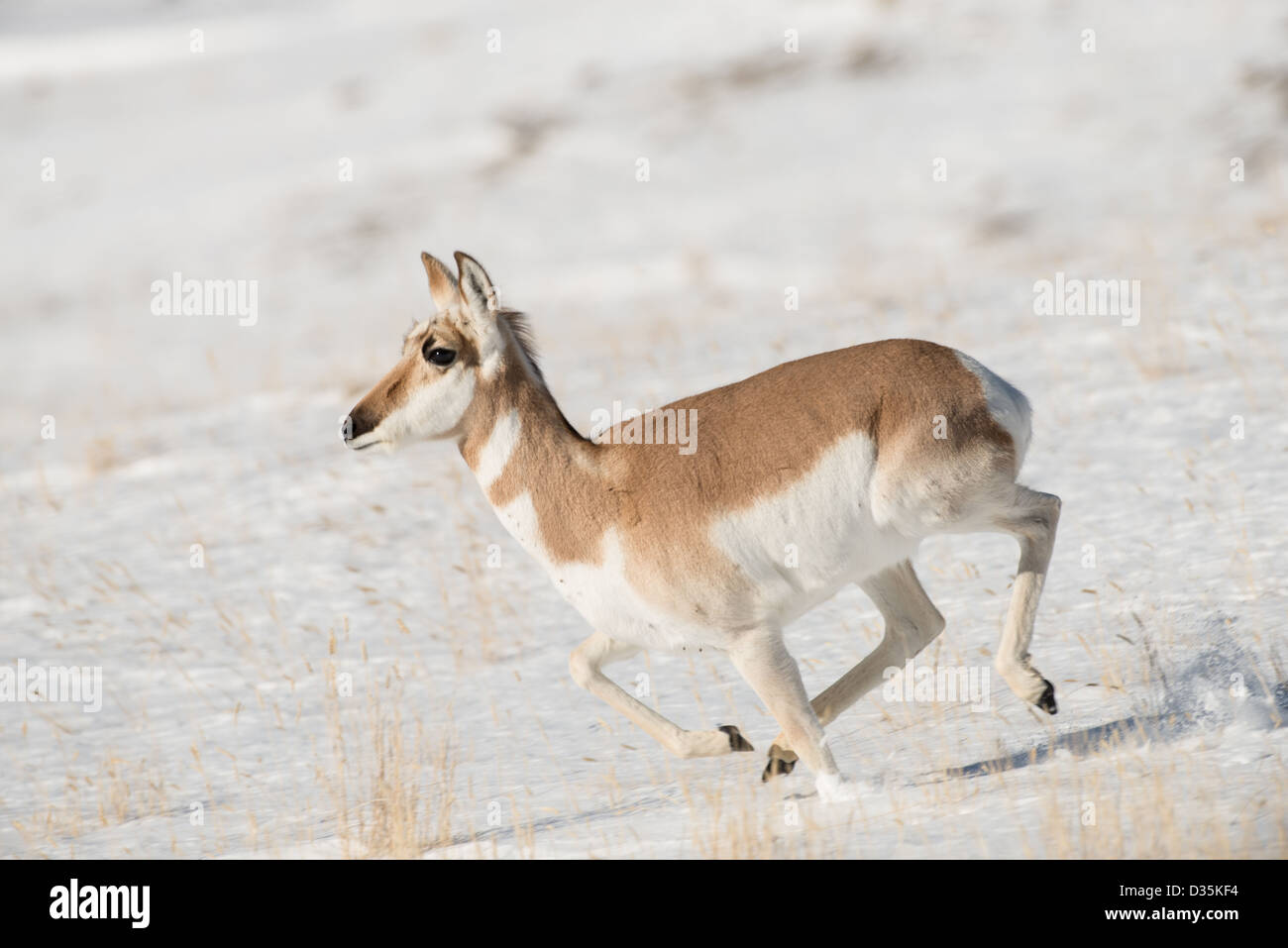Pronghorn antelope running hi-res stock photography and images - Alamy