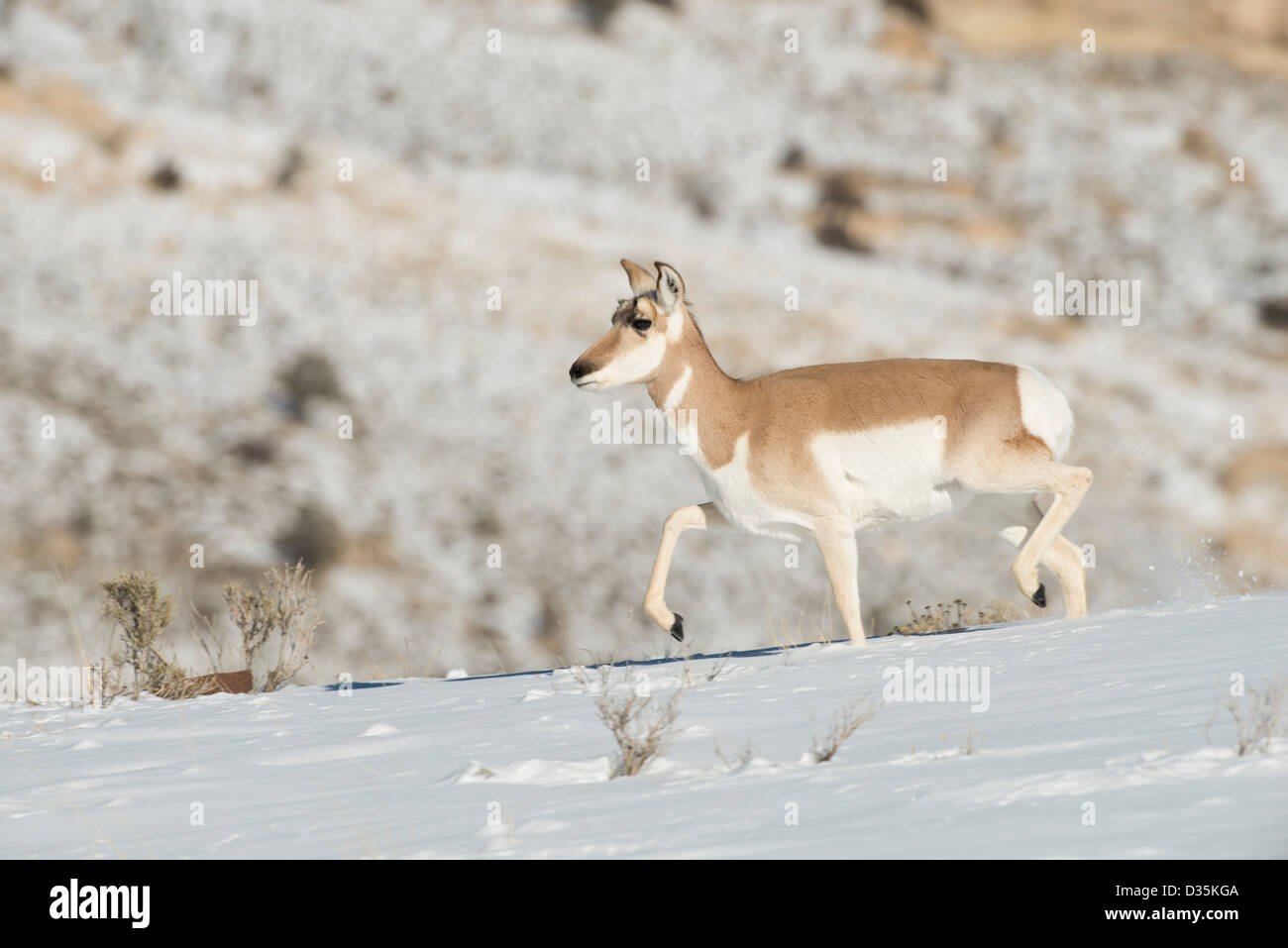 Stock photo of a north american antelop walking across the snow Stock ...