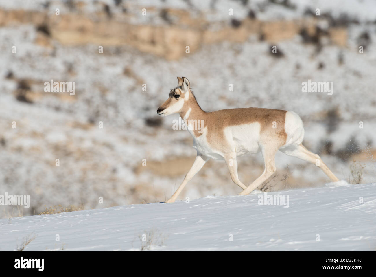 Pronghorn antelope running hi-res stock photography and images - Alamy