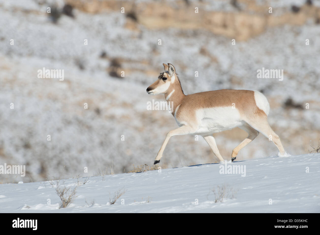 Pronghorn running hi-res stock photography and images - Alamy