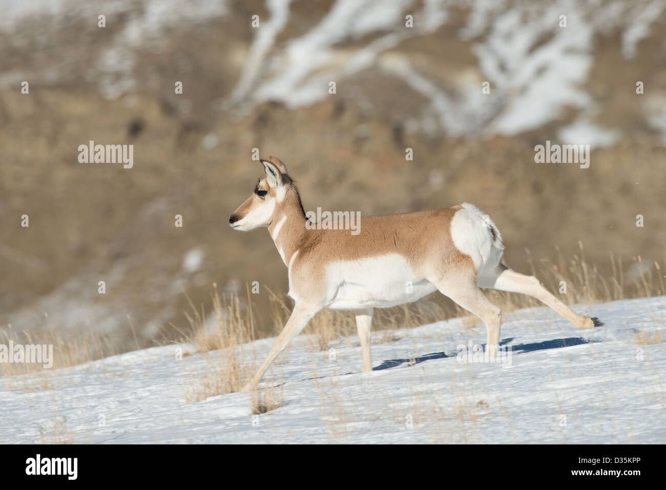 Antelopes running hi-res stock photography and images - Alamy