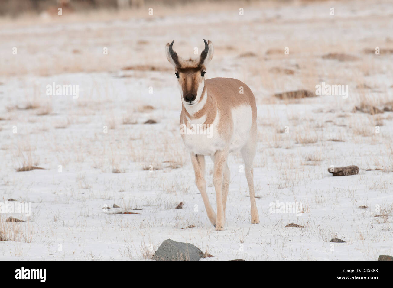 Pictures antelopes hi-res stock photography and images - Alamy