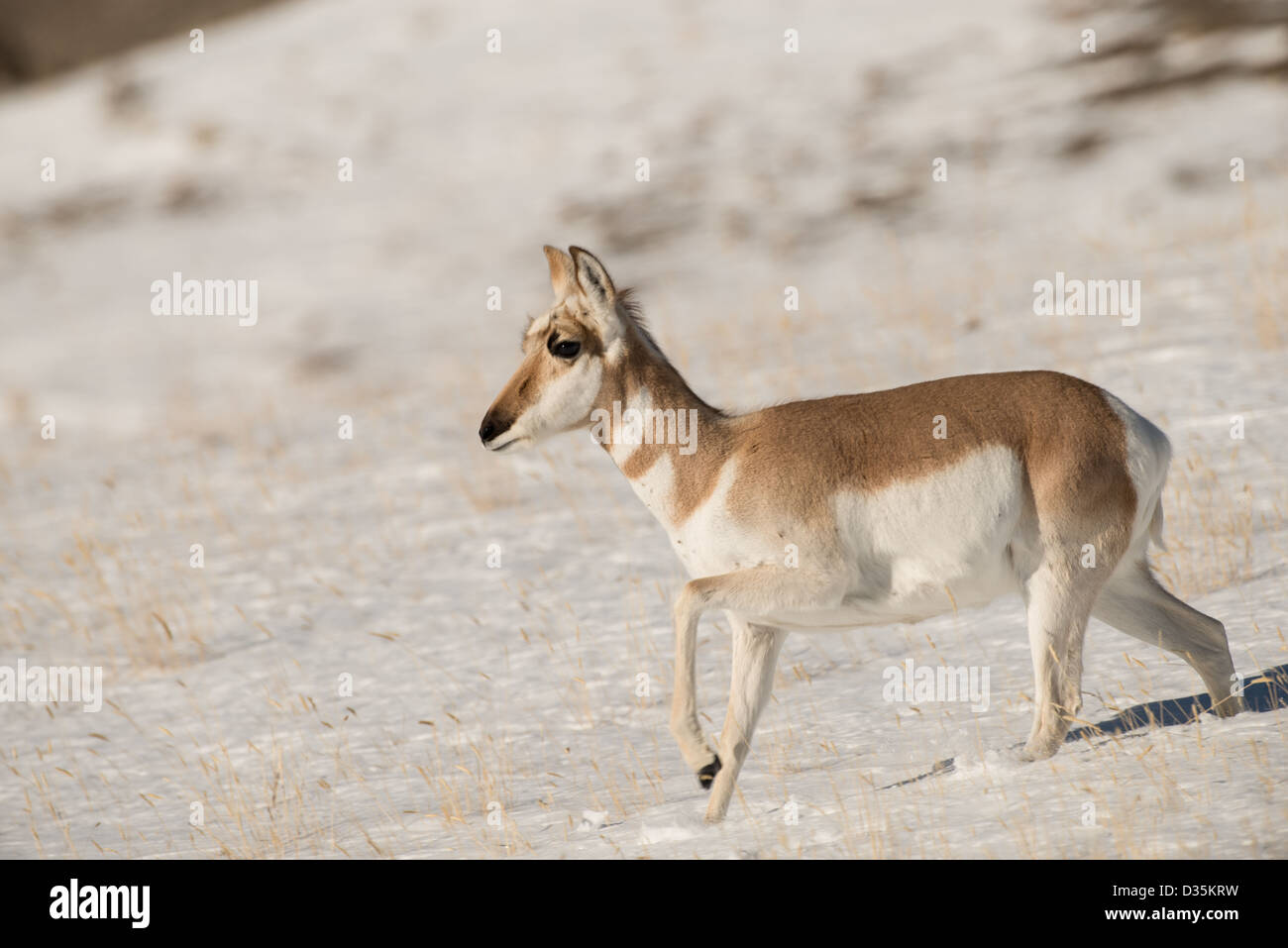 Antelop hi-res stock photography and images - Alamy