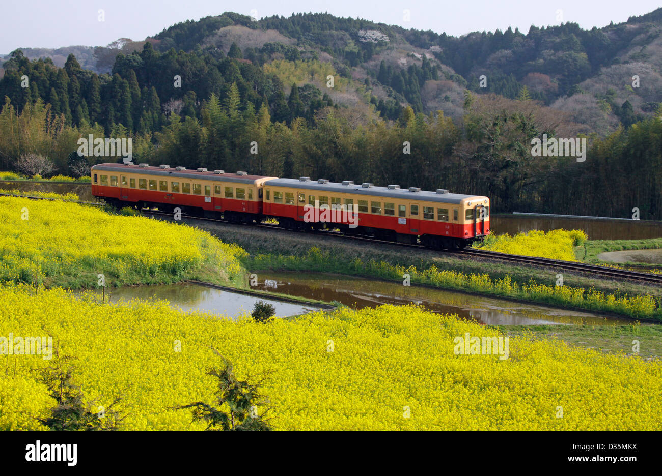 Kominato Line train running in rape fields Chiba Japan Stock Photo - Alamy