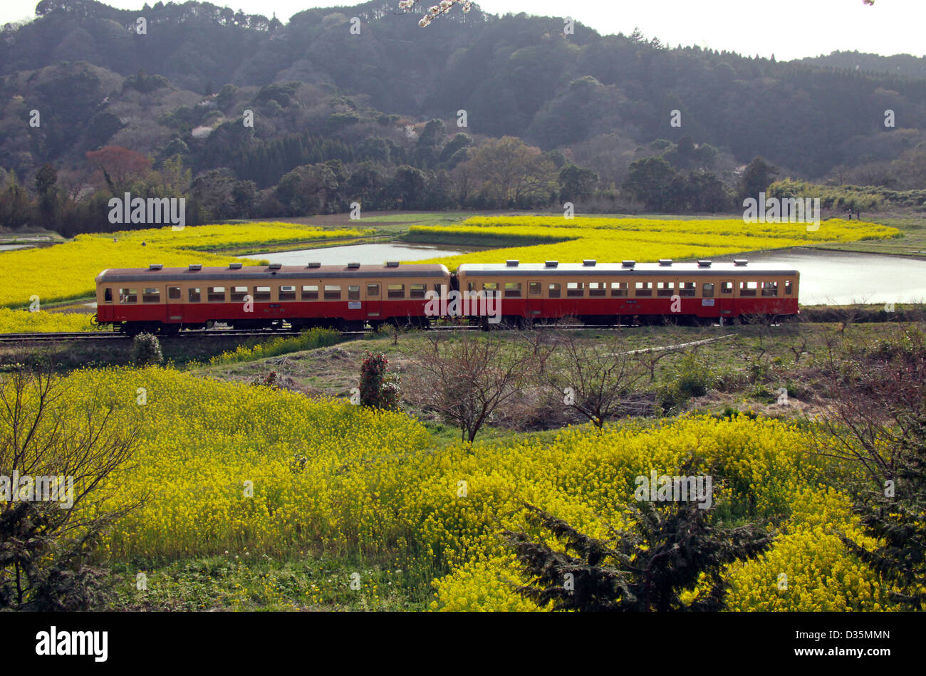 Kominato Line train running in rape fields Chiba Japan Stock Photo - Alamy
