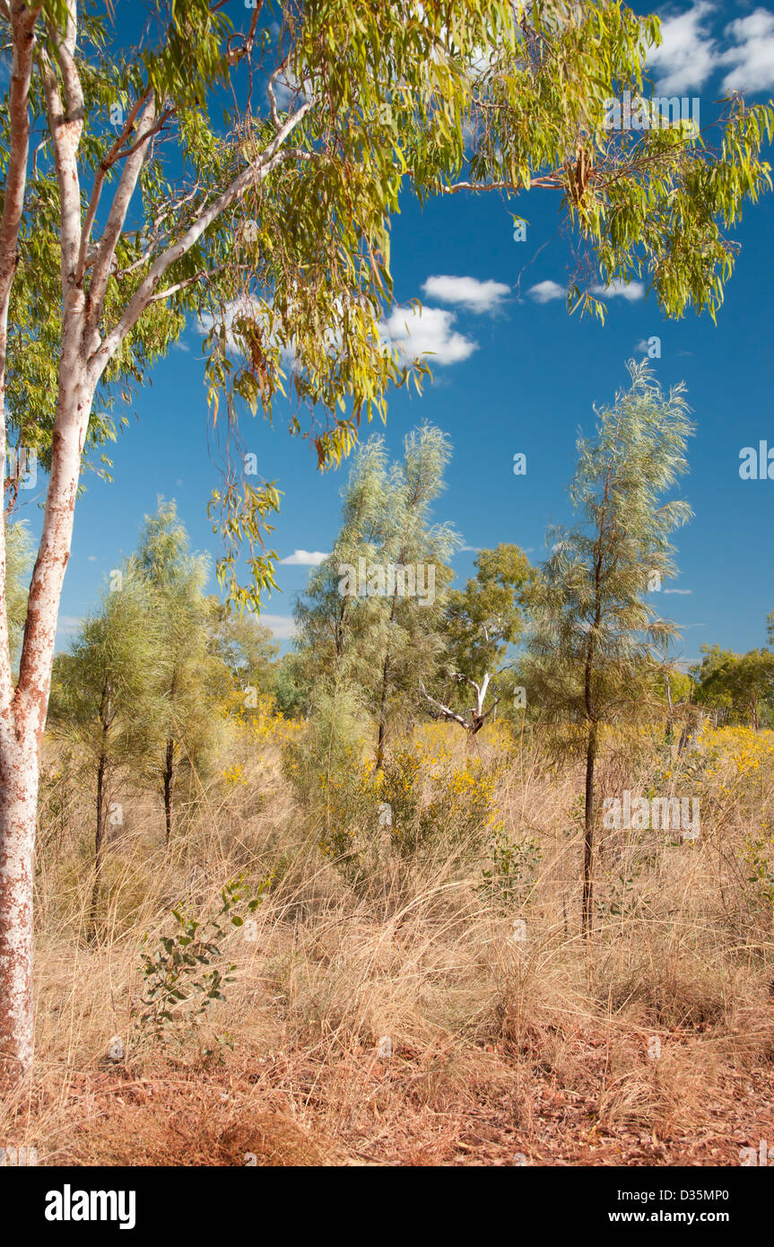 Outback scenery in the Northern Territory, Australia Stock Photo - Alamy