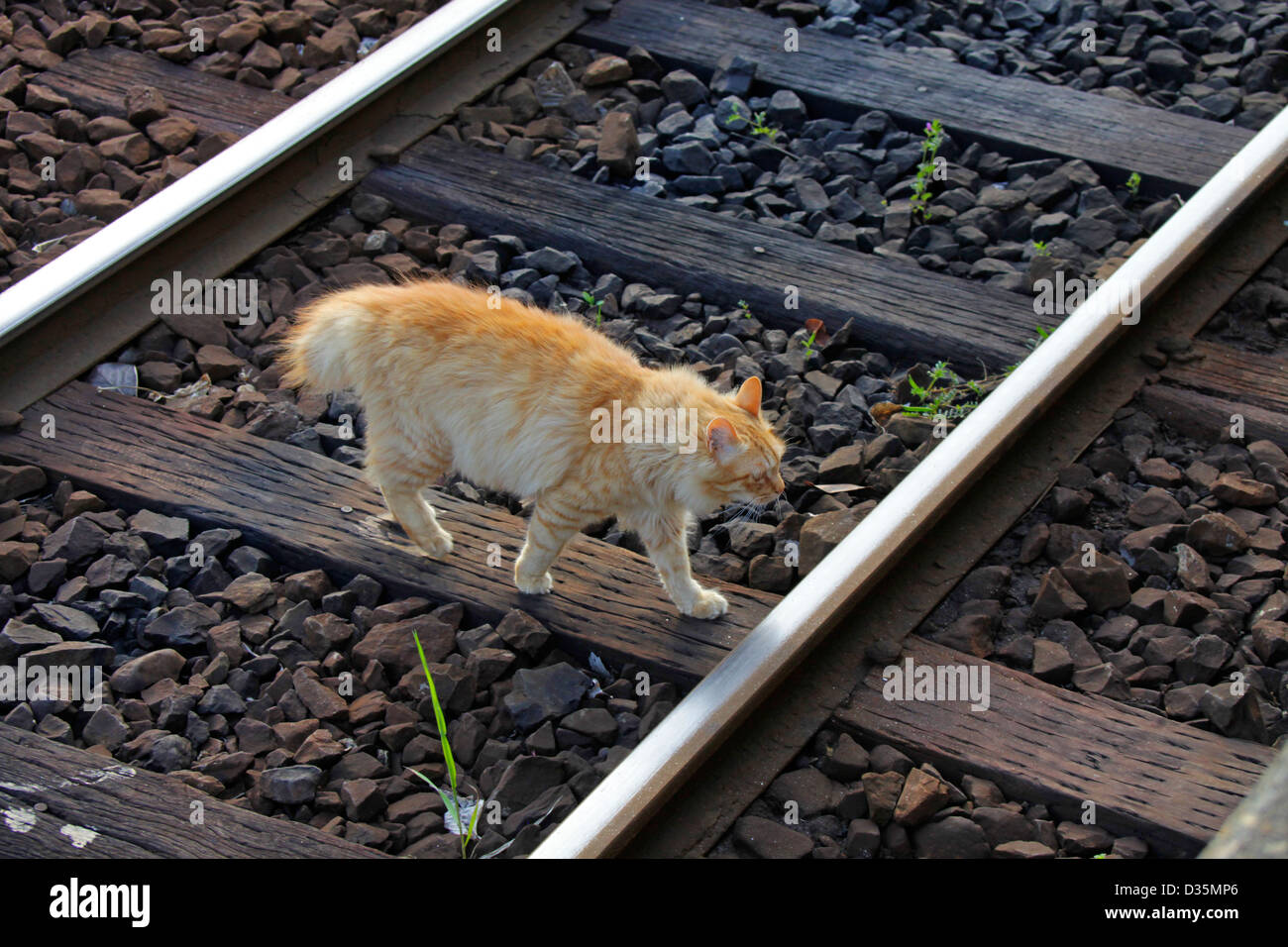 A cat walking on a railway track of Kominato Line Youroukeikoku station ...