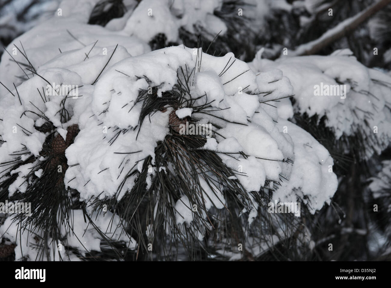 Snow covered tree pine cone Stock Photo - Alamy