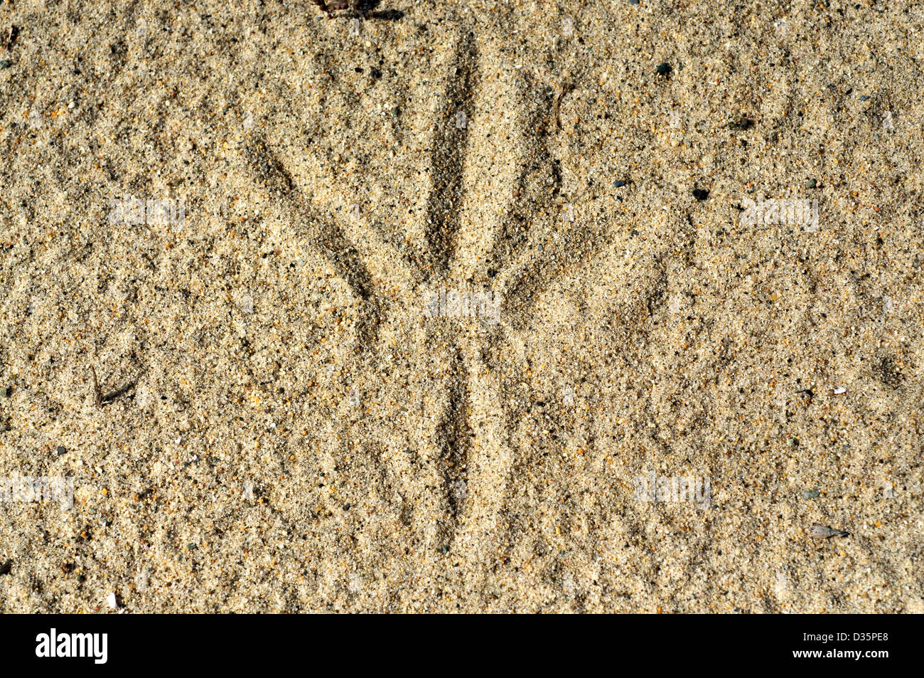 Bird footprint in the sand Stock Photo - Alamy