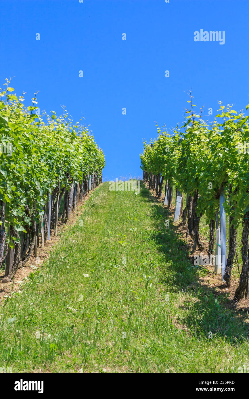 Styrian tree hi-res stock photography and images - Alamy