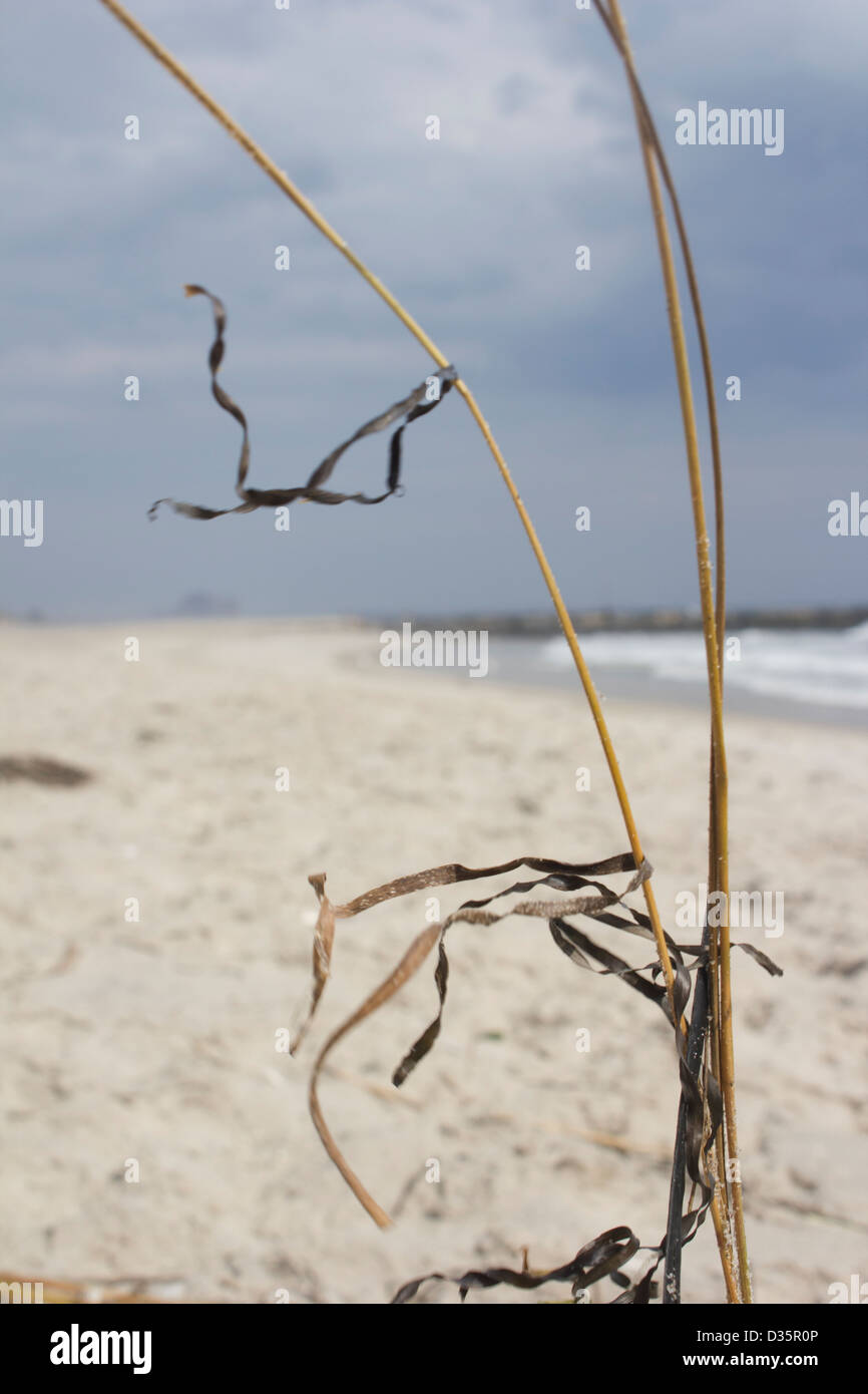 Macro at the beach Stock Photo - Alamy