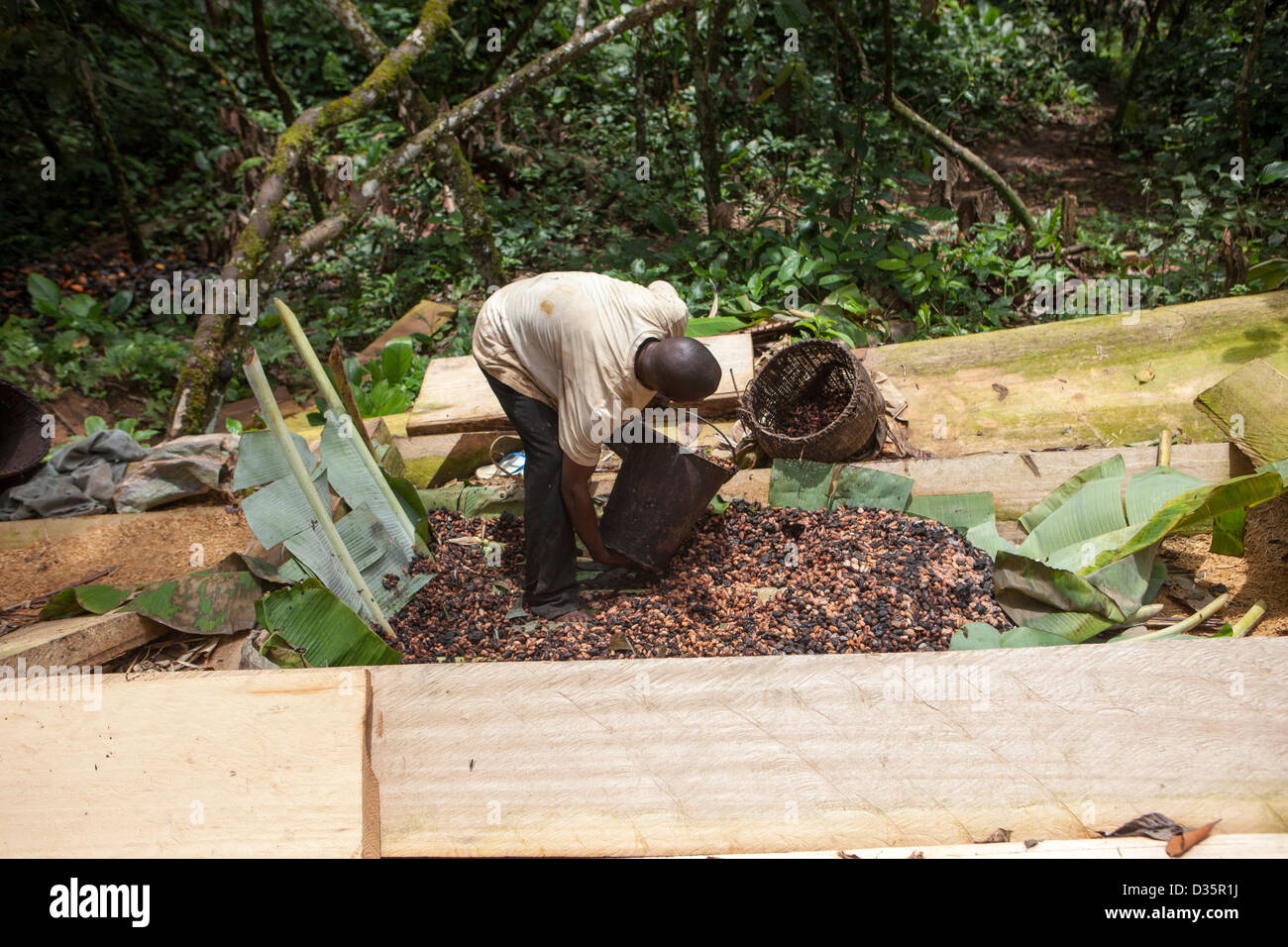Cacao tree rainforest hi-res stock photography and images - Alamy