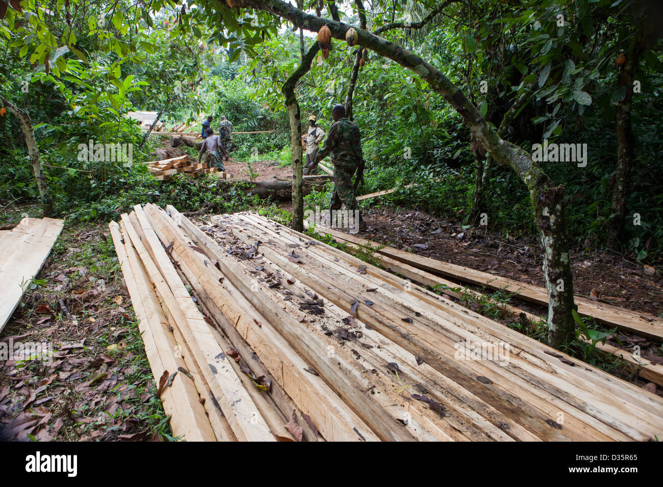 Congo logging illegal hi-res stock photography and images - Alamy
