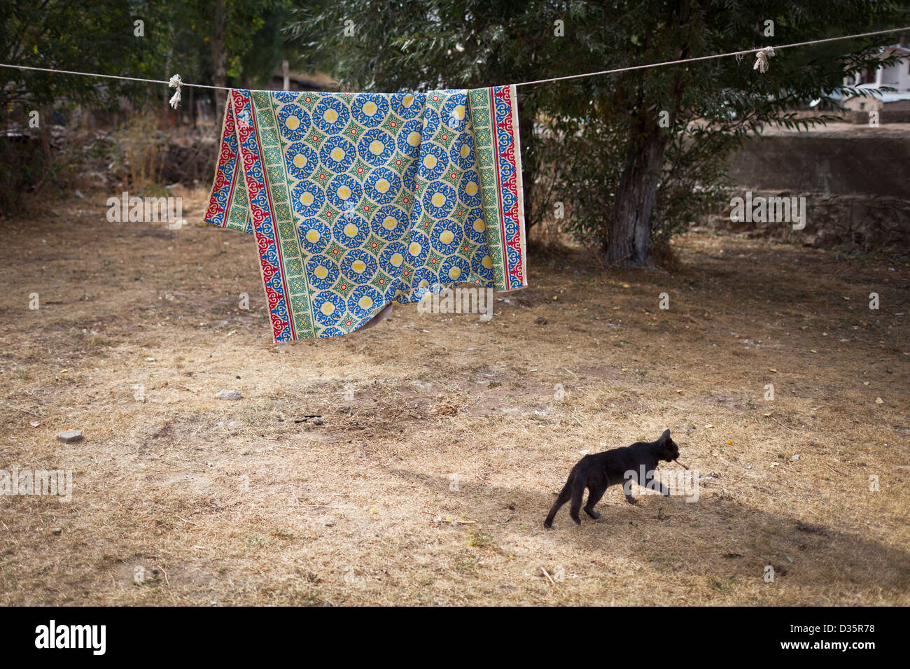 A cat steals a chicken bone beneath a Kyrgyz tablecloth in the ...