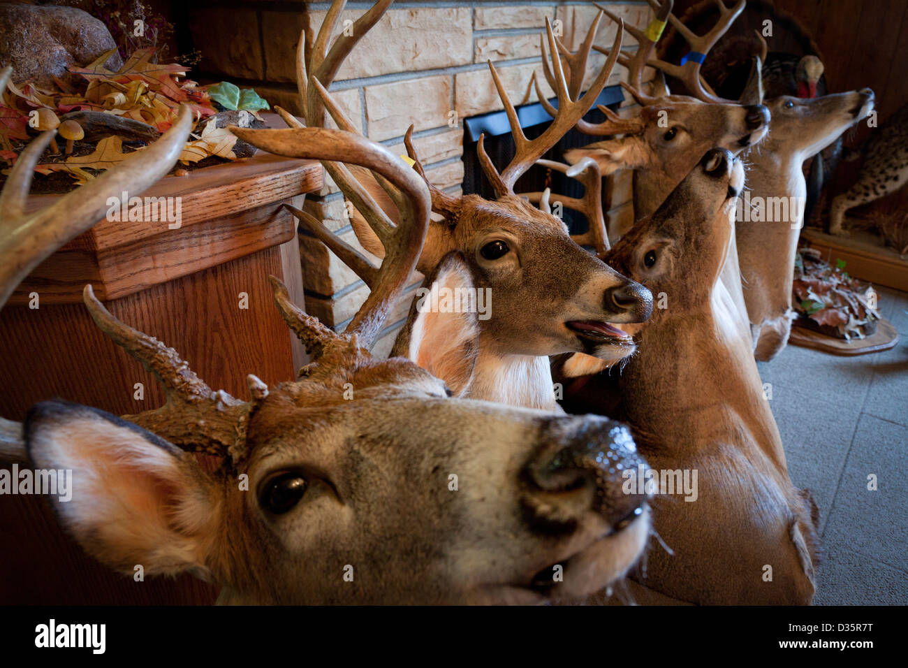 Taxidermists hi-res stock photography and images - Alamy
