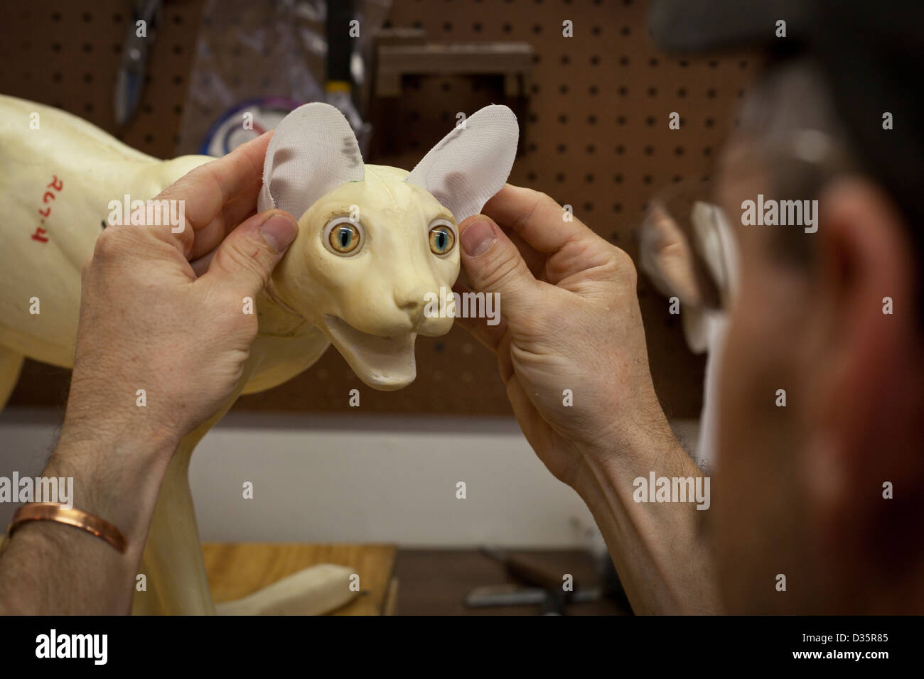Fitting ears on the core of a body of a bobcat at a taxidermist's ...