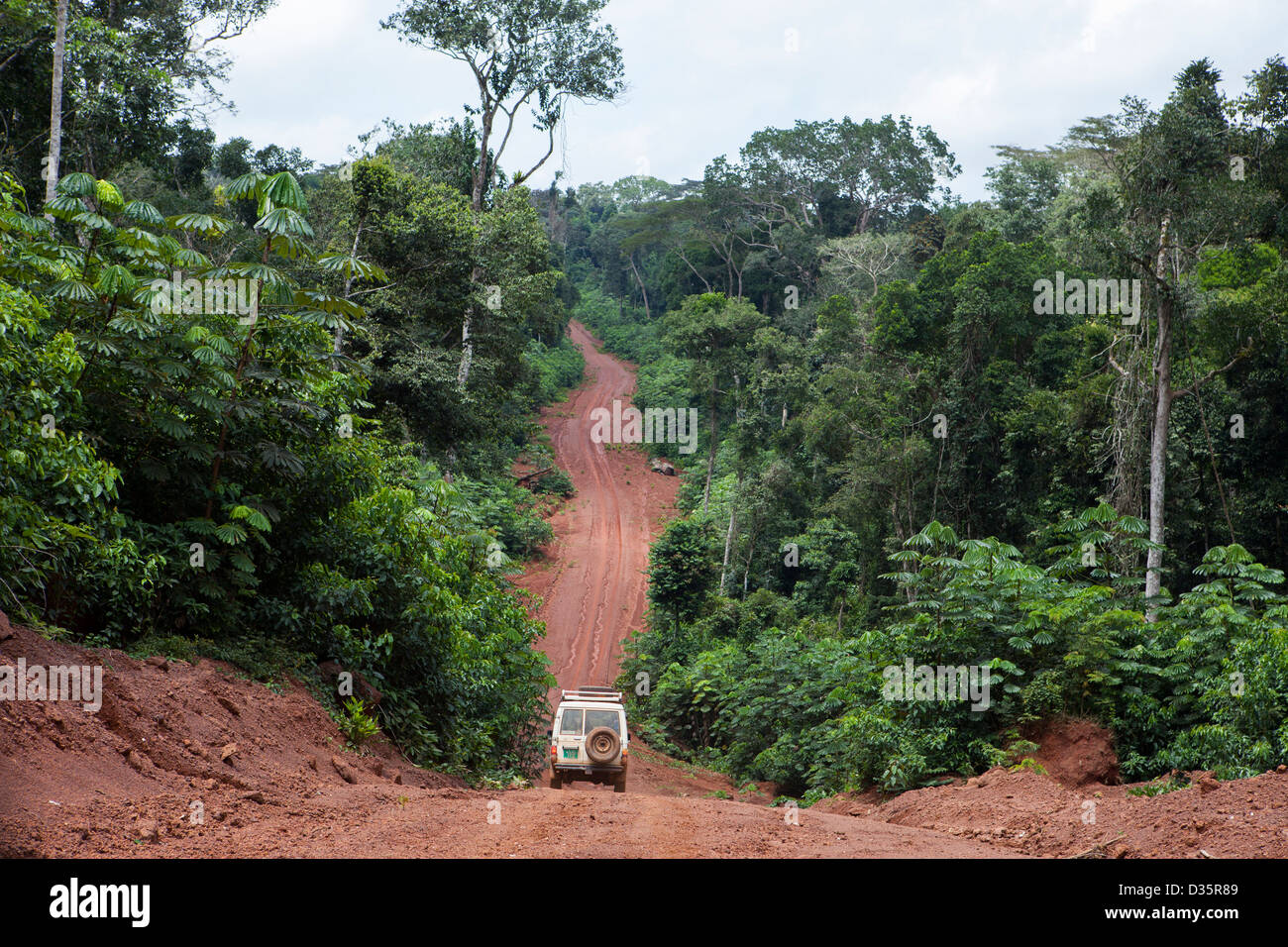 Logging rainforest hi-res stock photography and images - Alamy