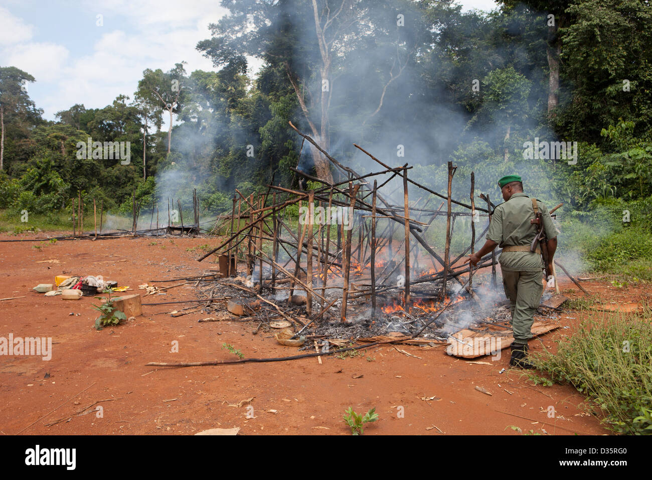 Rainforest animal burn hi-res stock photography and images - Alamy