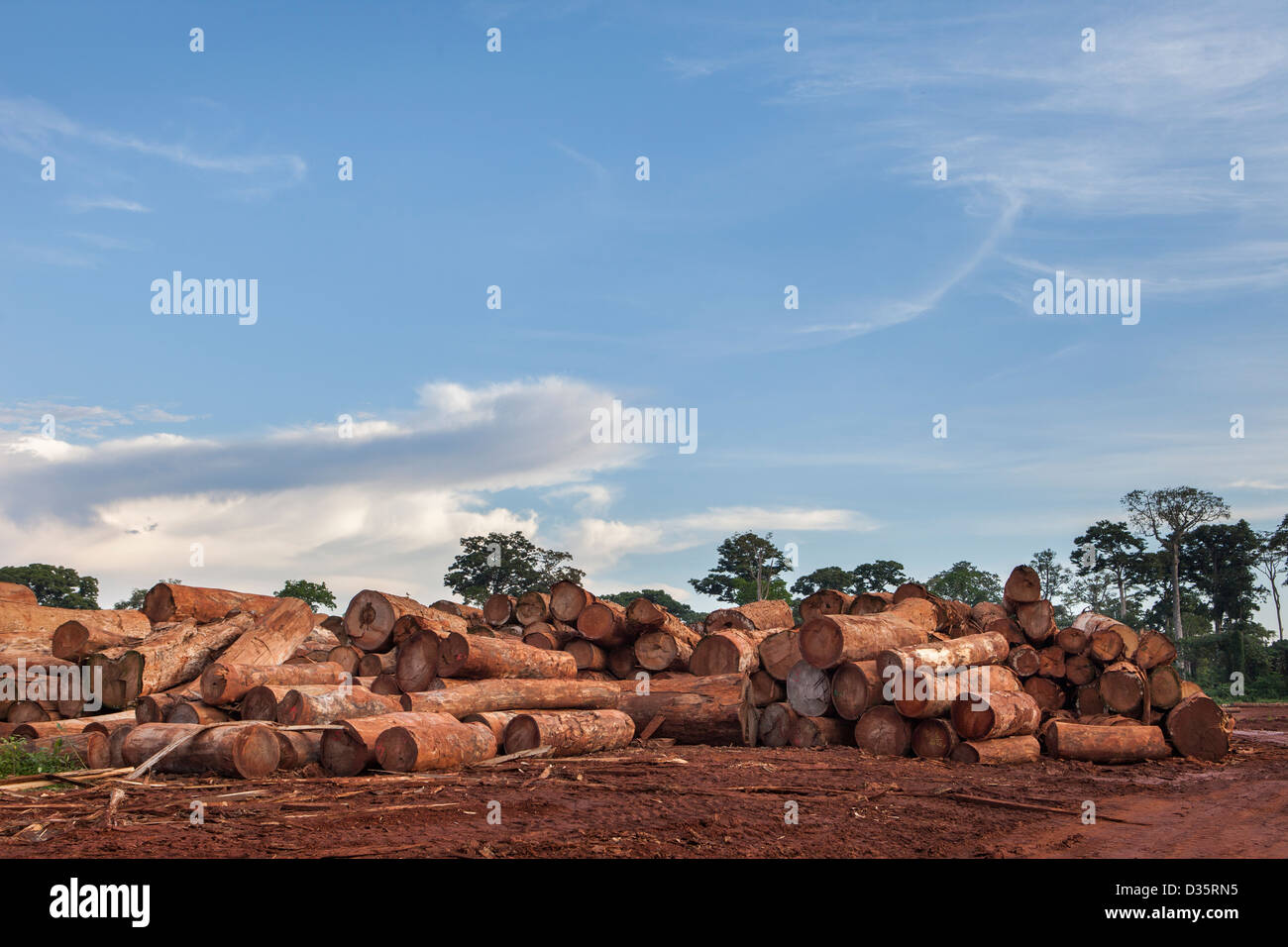 CONGO, 27th Sept 2012: Tree trunks in a logging concession's timber ...