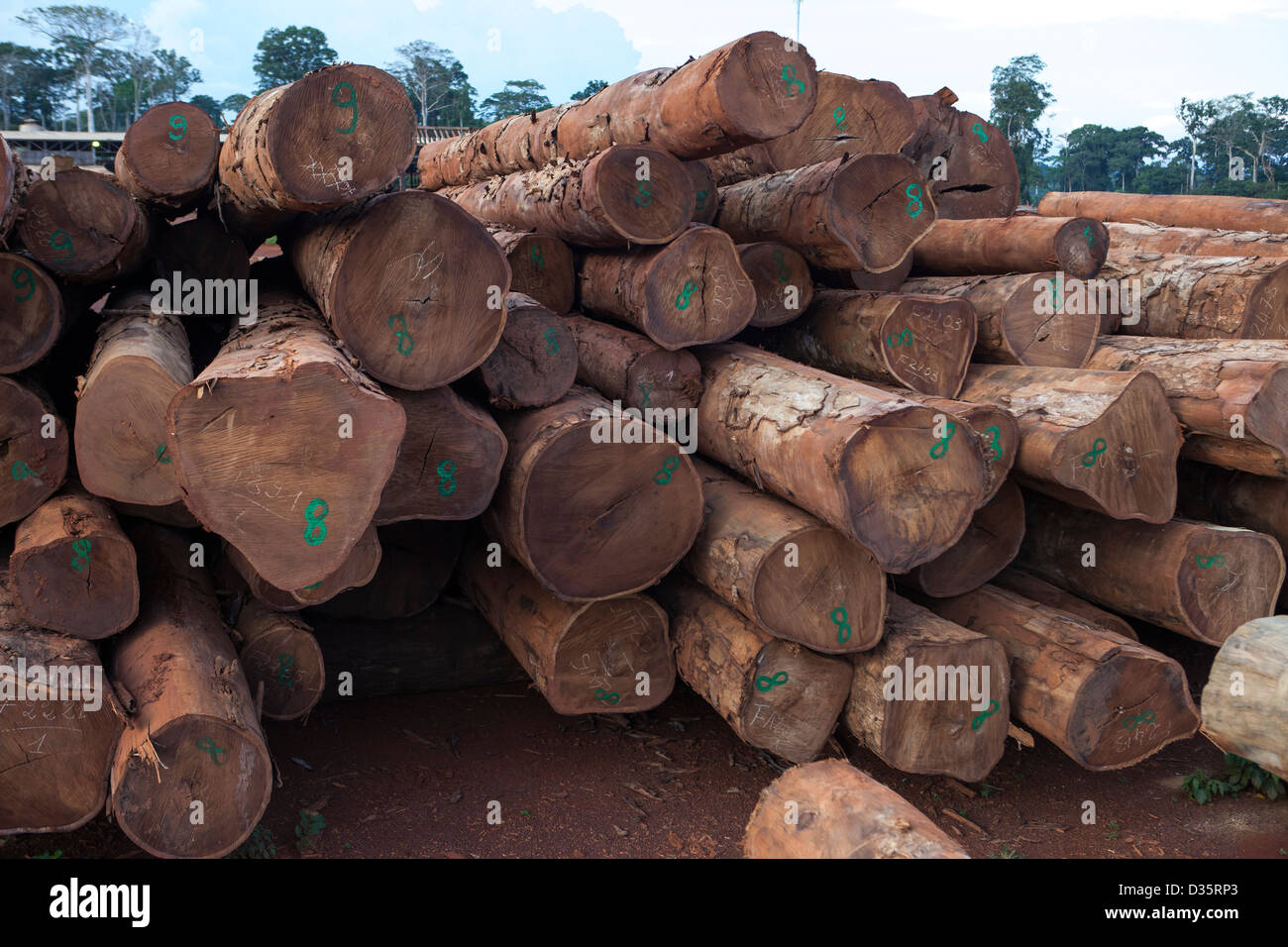 CONGO, 27th Sept 2012: Tree trunks in a logging concession's timber ...