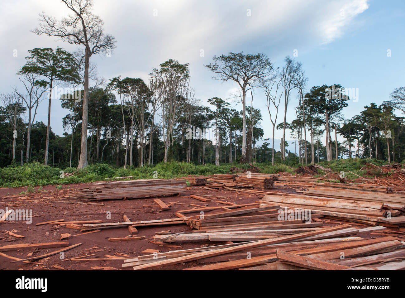 Trees for timber hi-res stock photography and images - Alamy