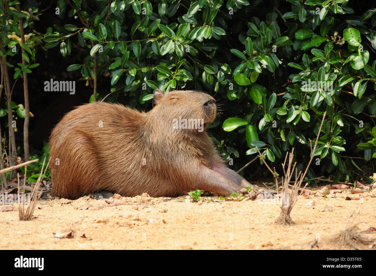 Capybara on beach hi-res stock photography and images - Alamy