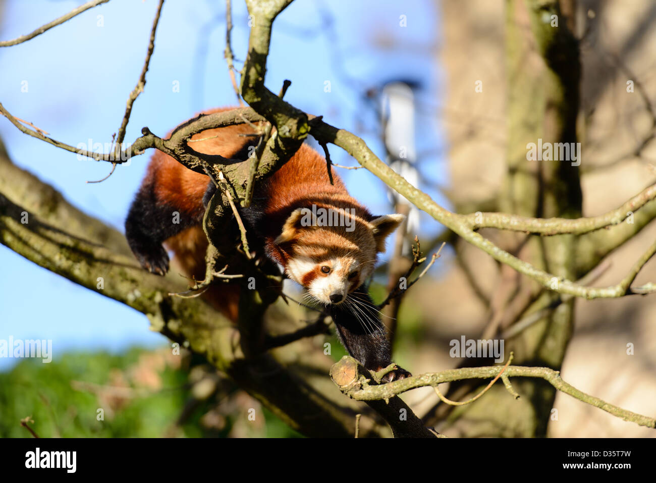 Red panda climbing in tree Stock Photo - Alamy