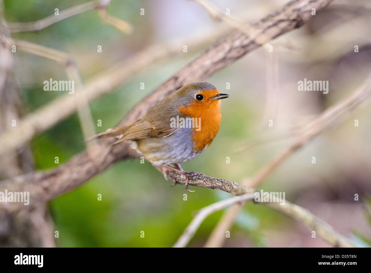 robin on a tree branch Stock Photo - Alamy