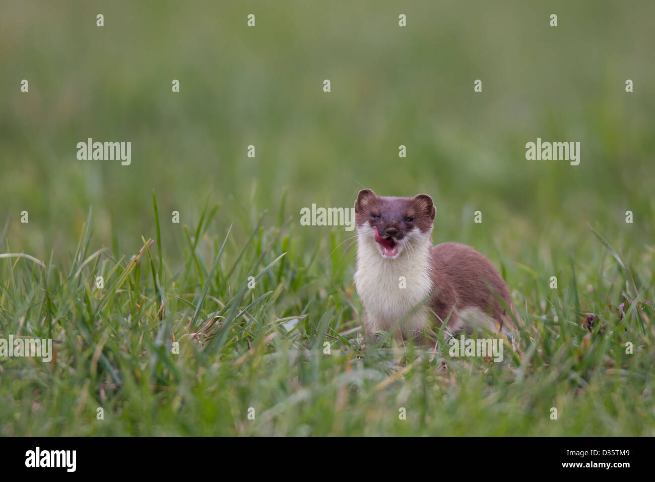 Wiesel hi-res stock photography and images - Alamy