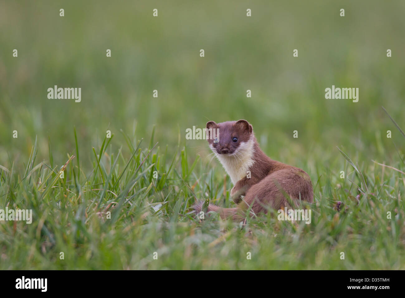 Großes Wiesel Hermelin Mustela erminea ermine Stock Photo - Alamy