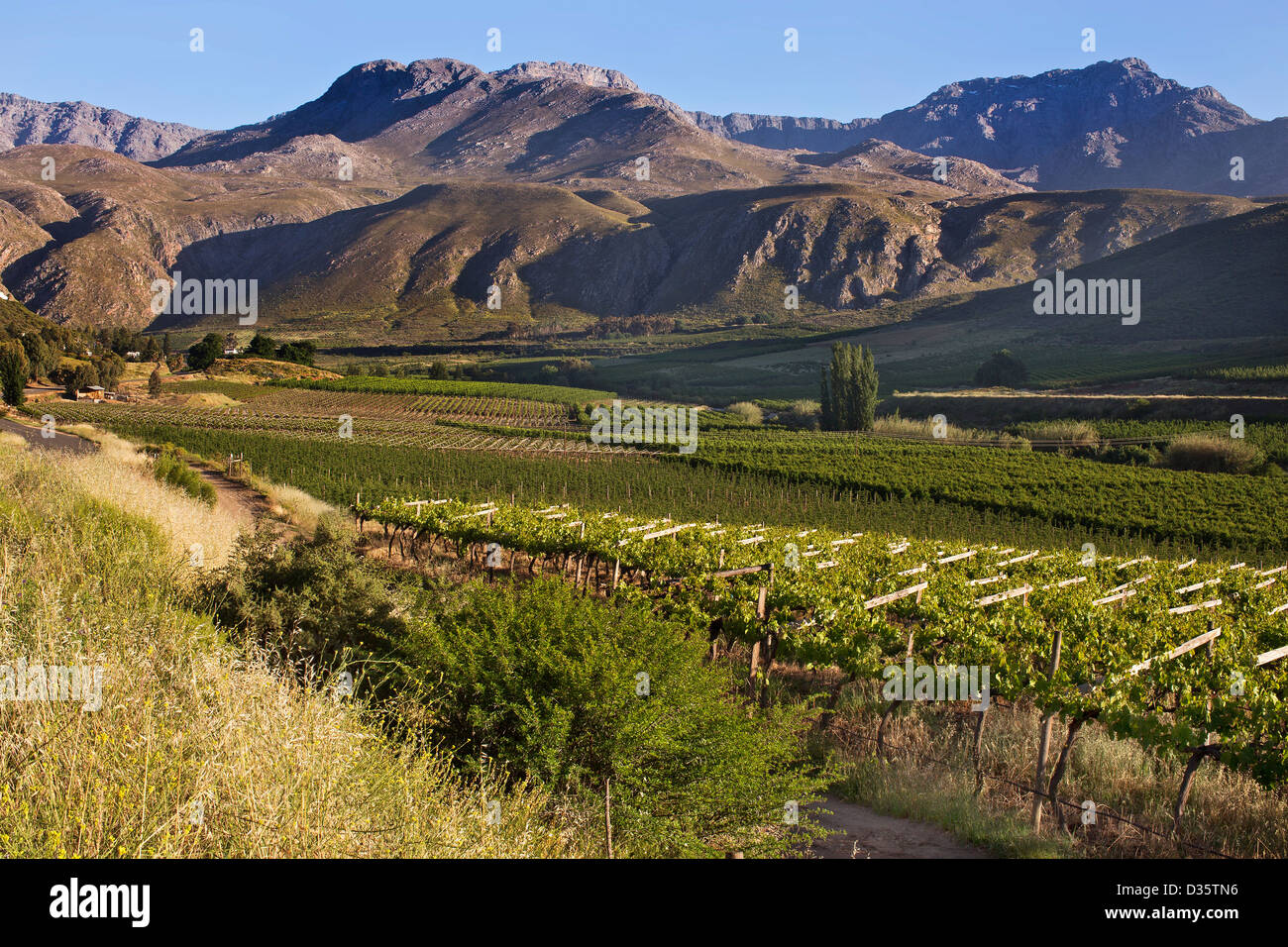 Indigenous trees of western cape hi-res stock photography and images ...
