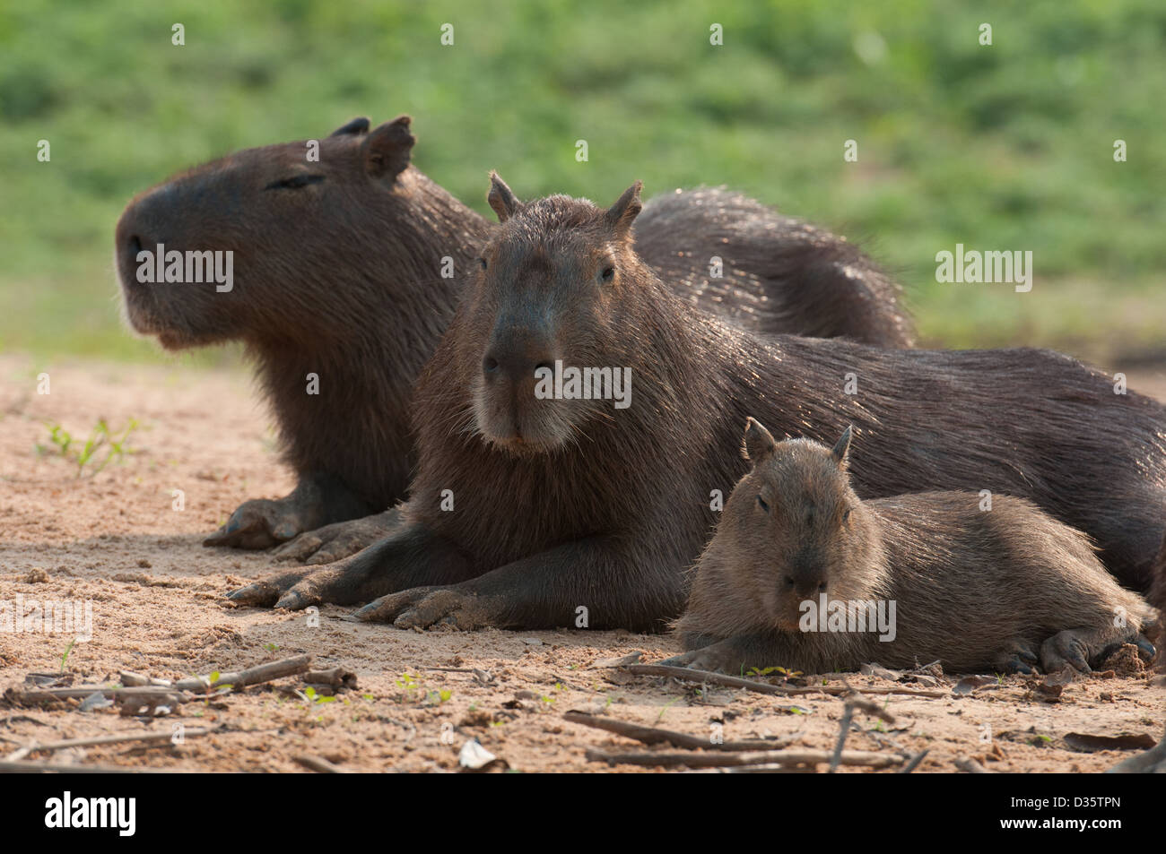 Capybara hi-res stock photography and images - Alamy