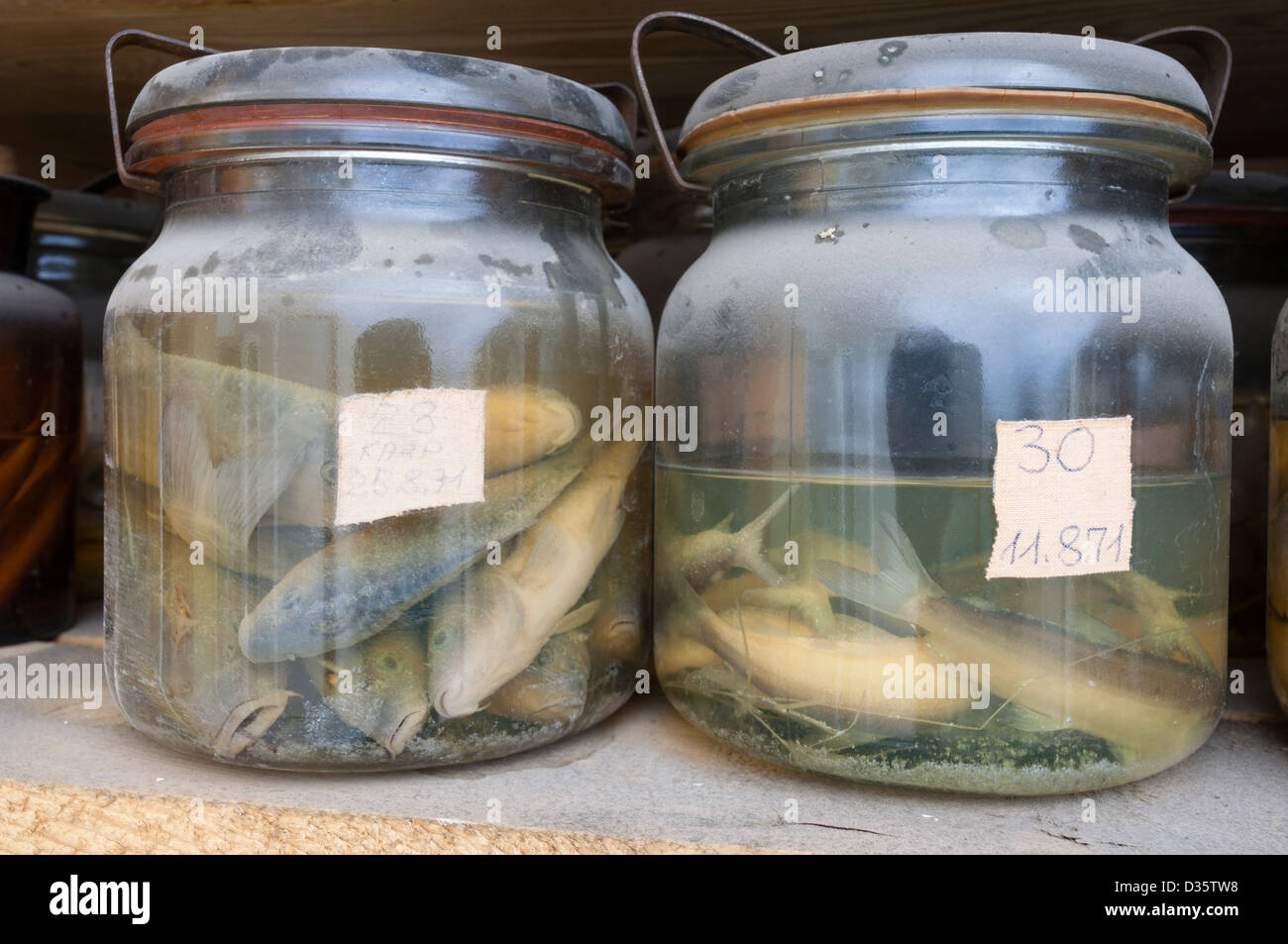 Dead fish in jars Stock Photo - Alamy