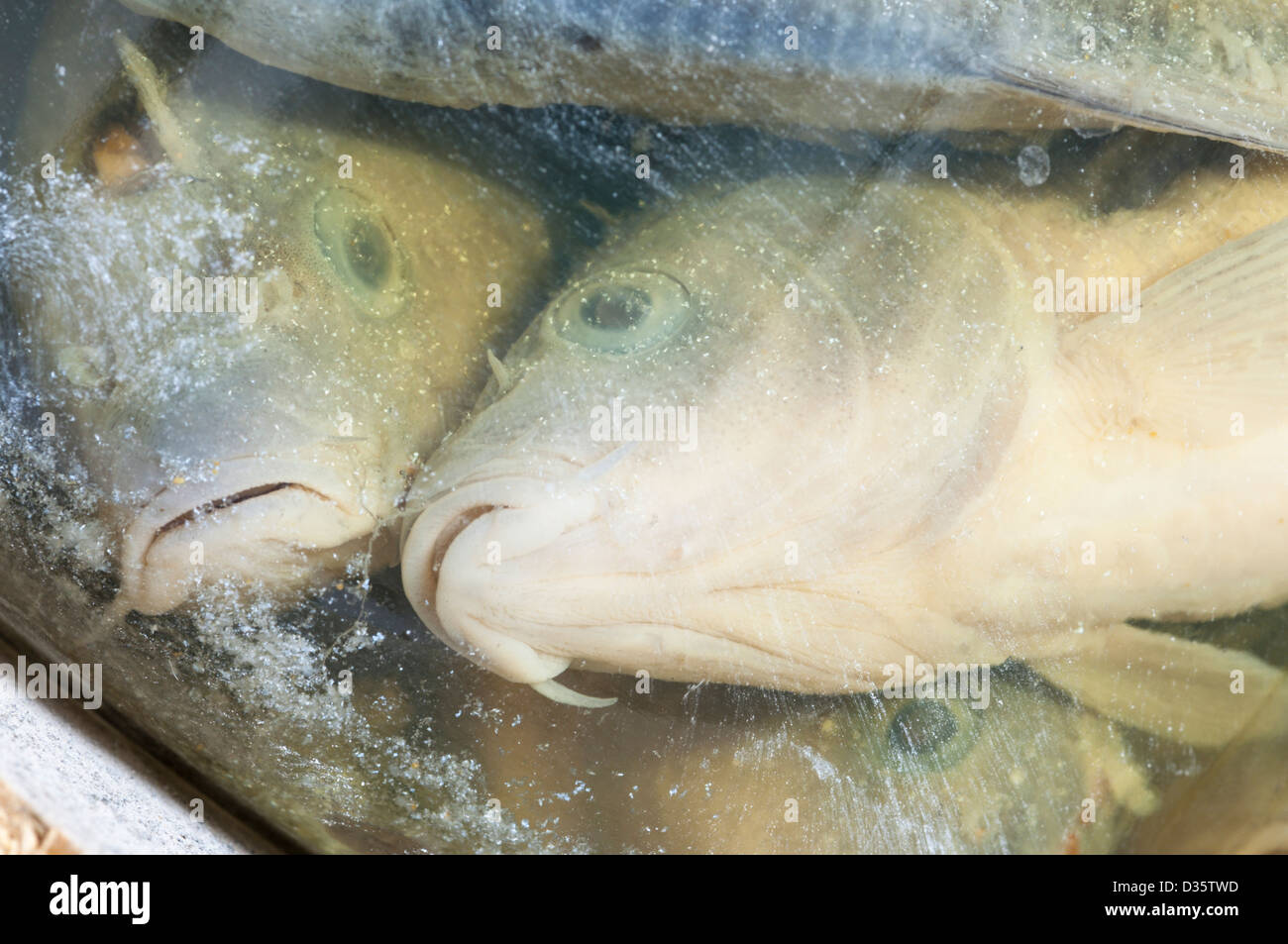 Dead fish in jar Stock Photo - Alamy