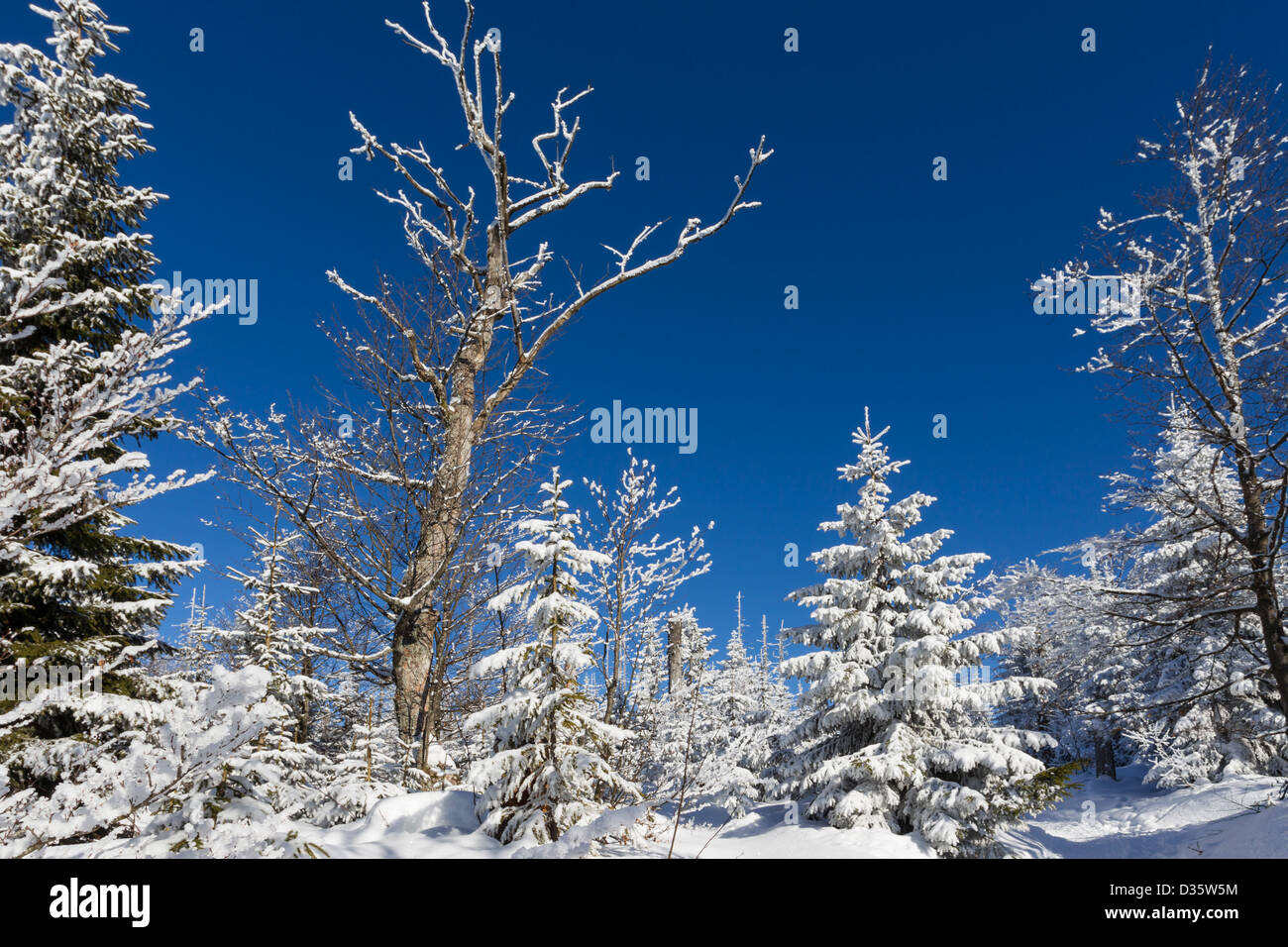 winter in bavarian forest, germany Stock Photo - Alamy