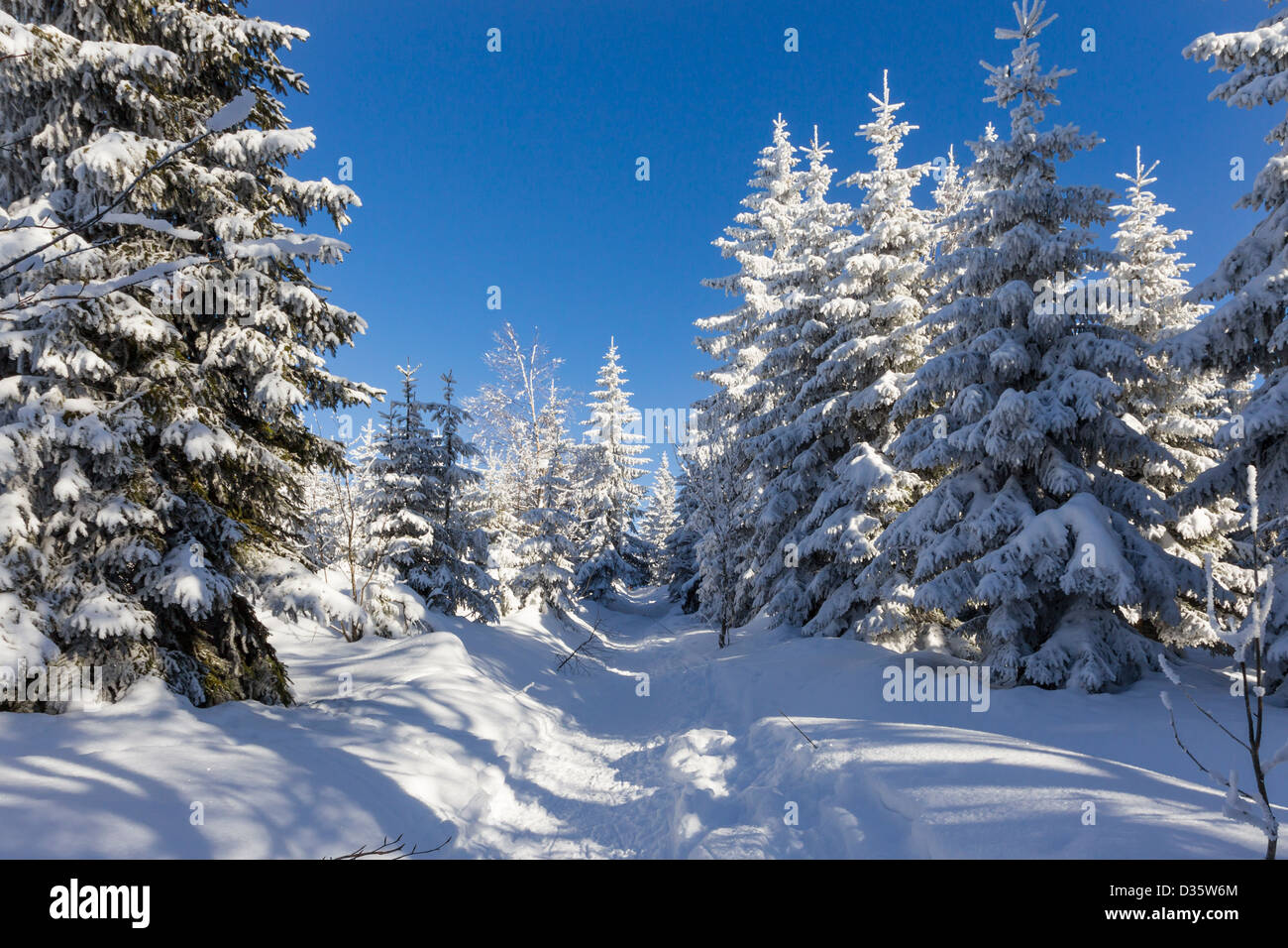 winter in bavarian forest, germany Stock Photo - Alamy
