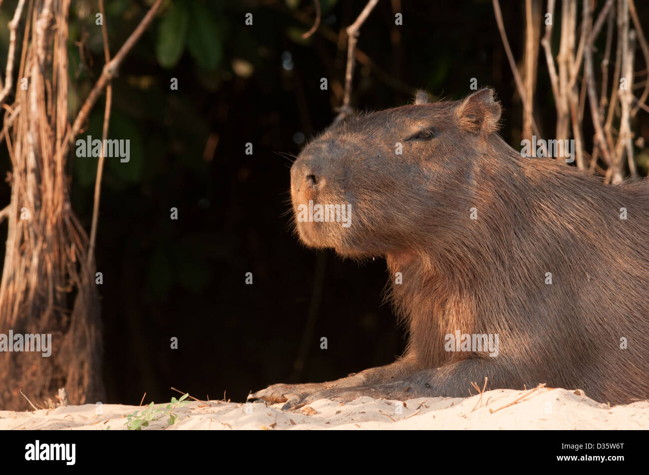 This Capybara was taken at sunset on a beach from a river boat Stock ...