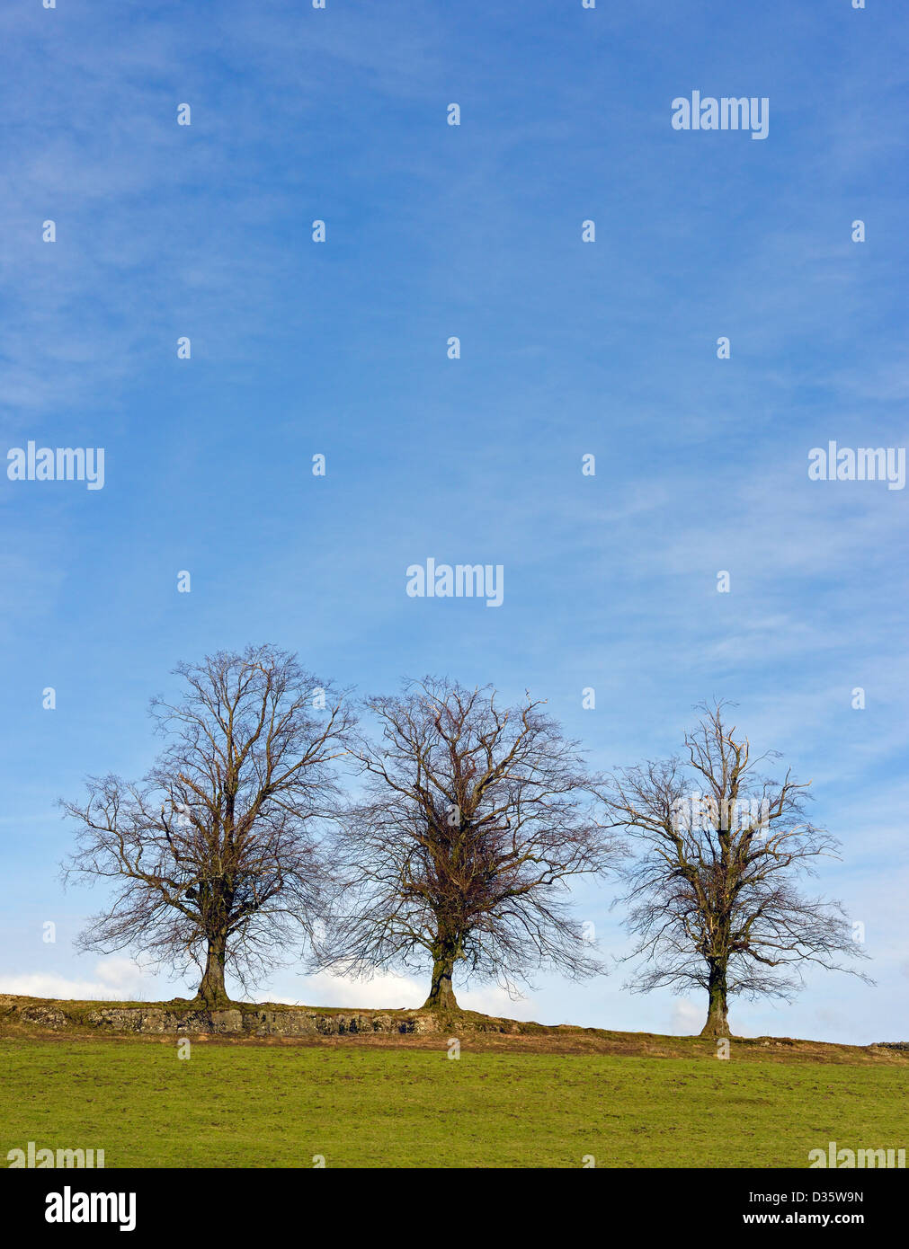 Three trees in winter. Rather Heath, Lake District National Park ...