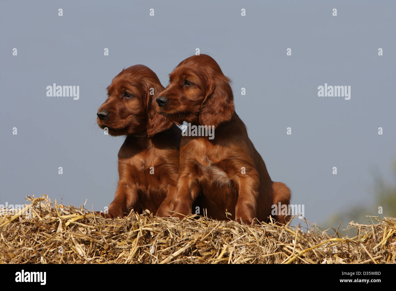 Dog Irish Setter / Red Setter two puppies sitting on the straw Stock ...