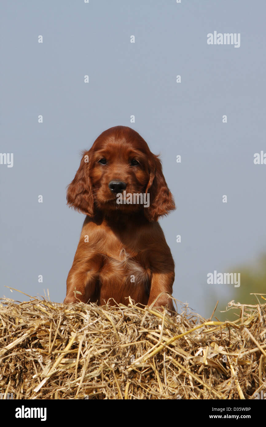 Dog Irish Setter / Red Setter puppy sitting on the straw Stock Photo ...