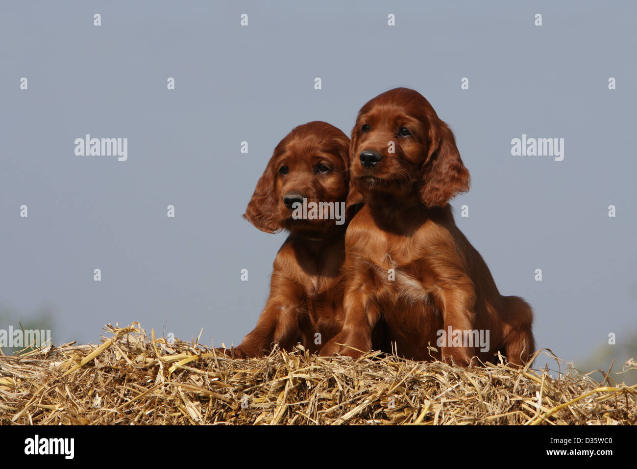 Dog Irish Setter / Red Setter two puppies sitting on the straw Stock ...