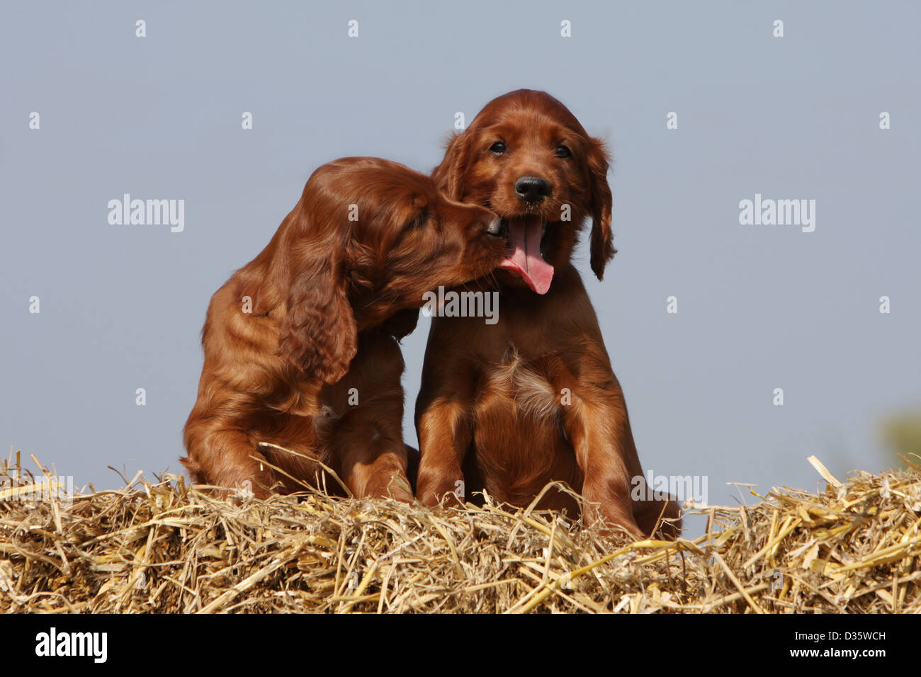 Dog Irish Setter / Red Setter two puppies sitting on the straw kisses ...