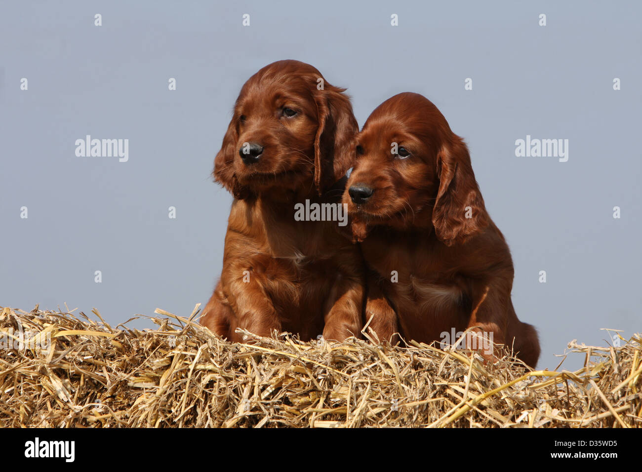 Dog Irish Setter / Red Setter two puppies sitting on the straw Stock ...