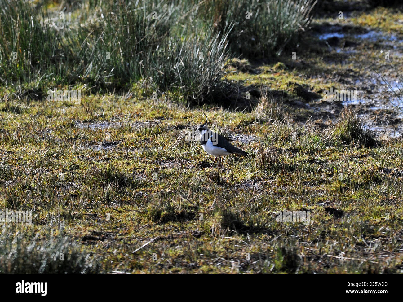 Pulborough brooks lapwing hi-res stock photography and images - Alamy