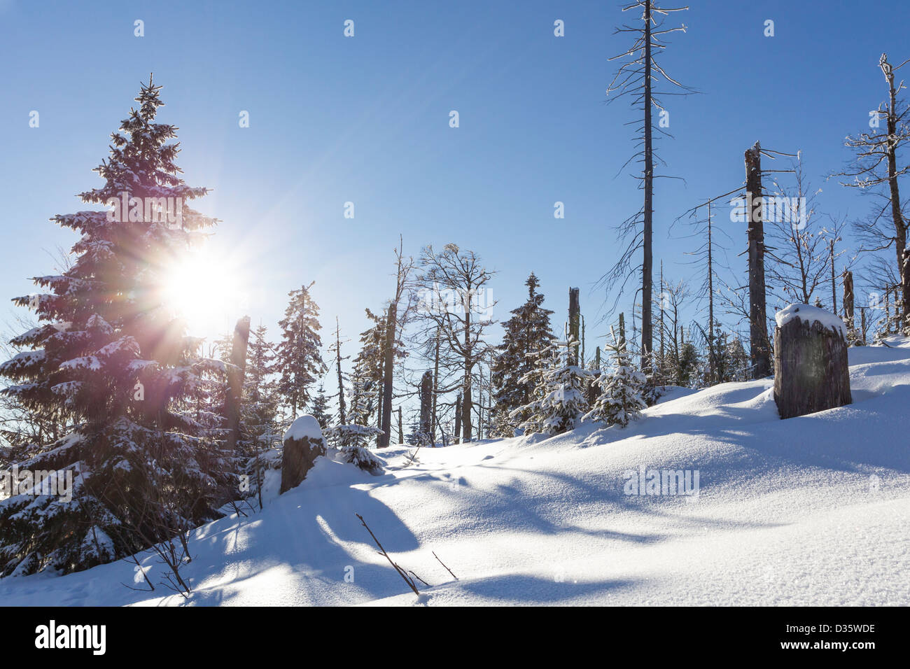 winter in bavarian forest, germany Stock Photo - Alamy