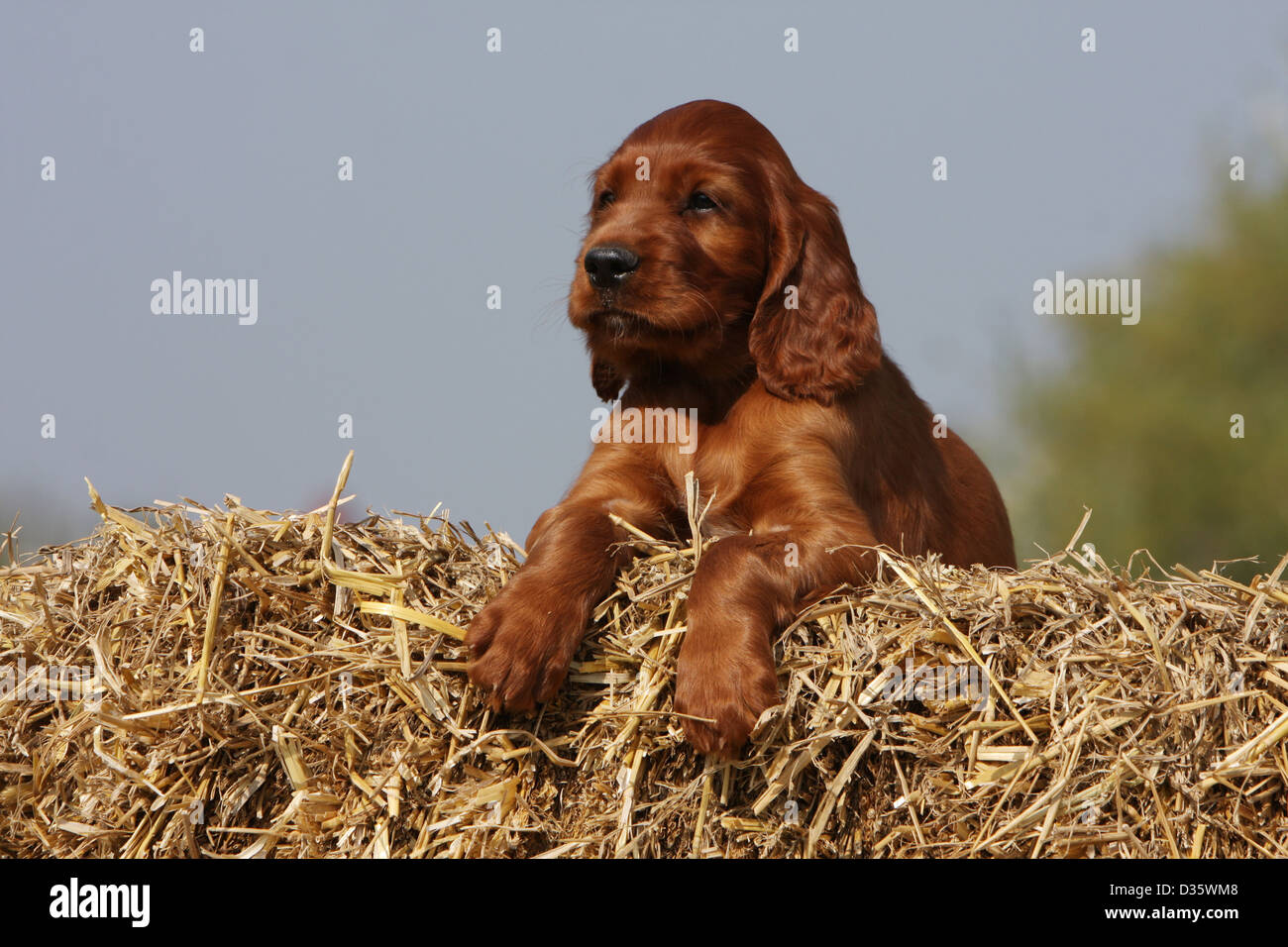 Lovely looking red setter hi-res stock photography and images - Alamy