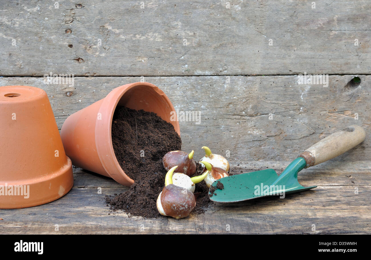 germination of tulip bulbs in a pot of potting soil overturned with a ...