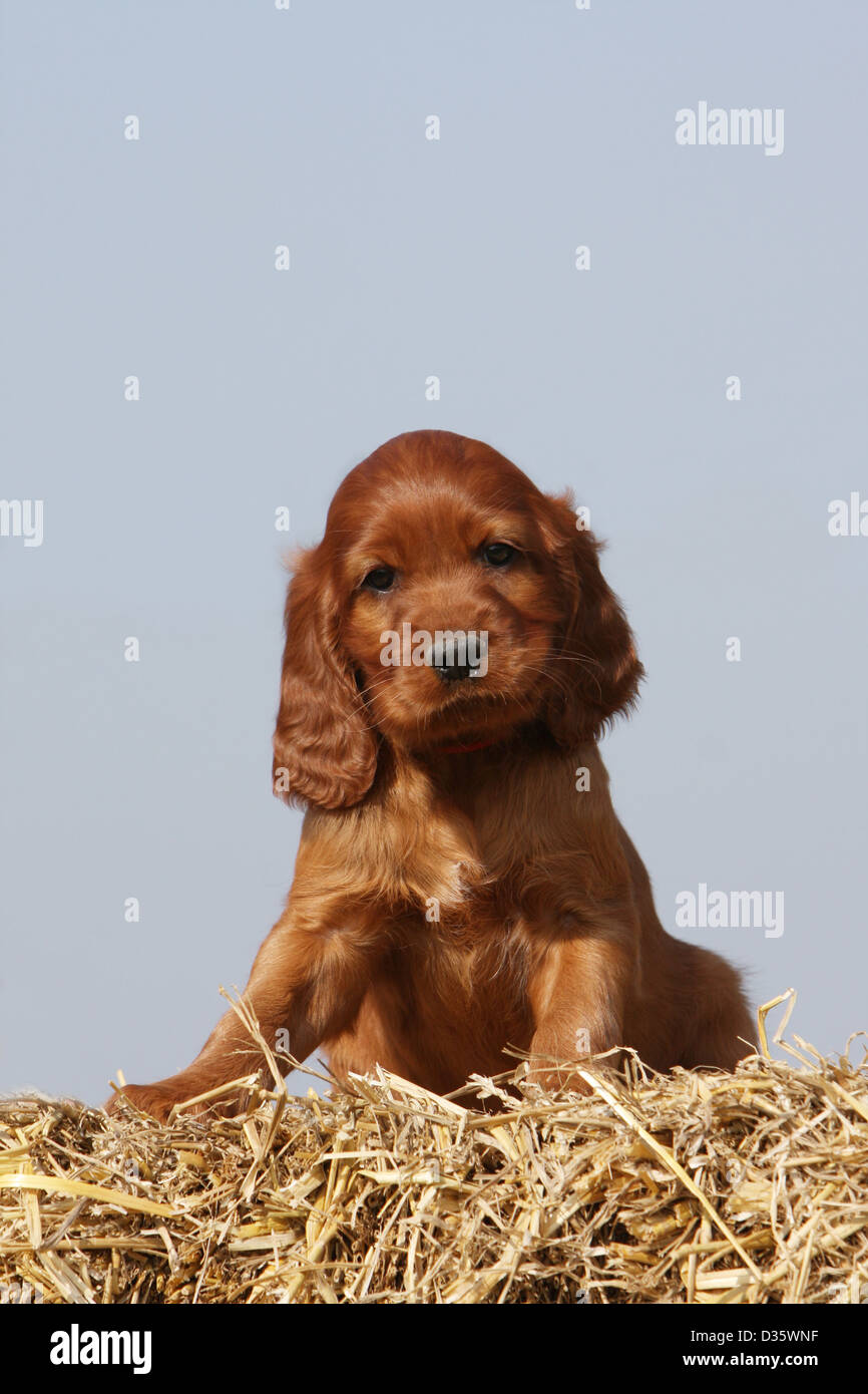 Dog Irish Setter / Red Setter puppy sitting on the straw Stock Photo ...