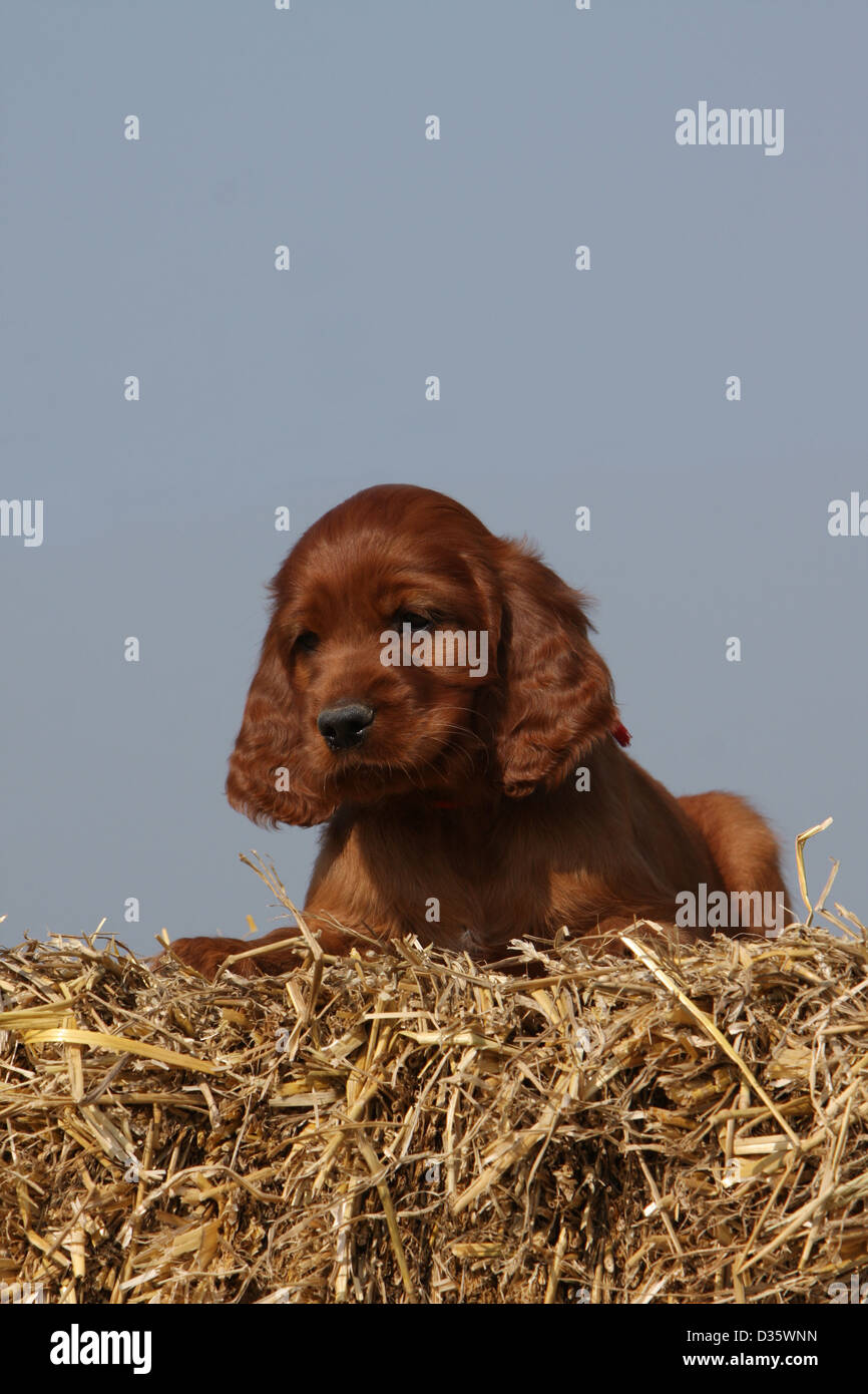 Dog Irish Setter / Red Setter puppy lying on the straw Stock Photo - Alamy